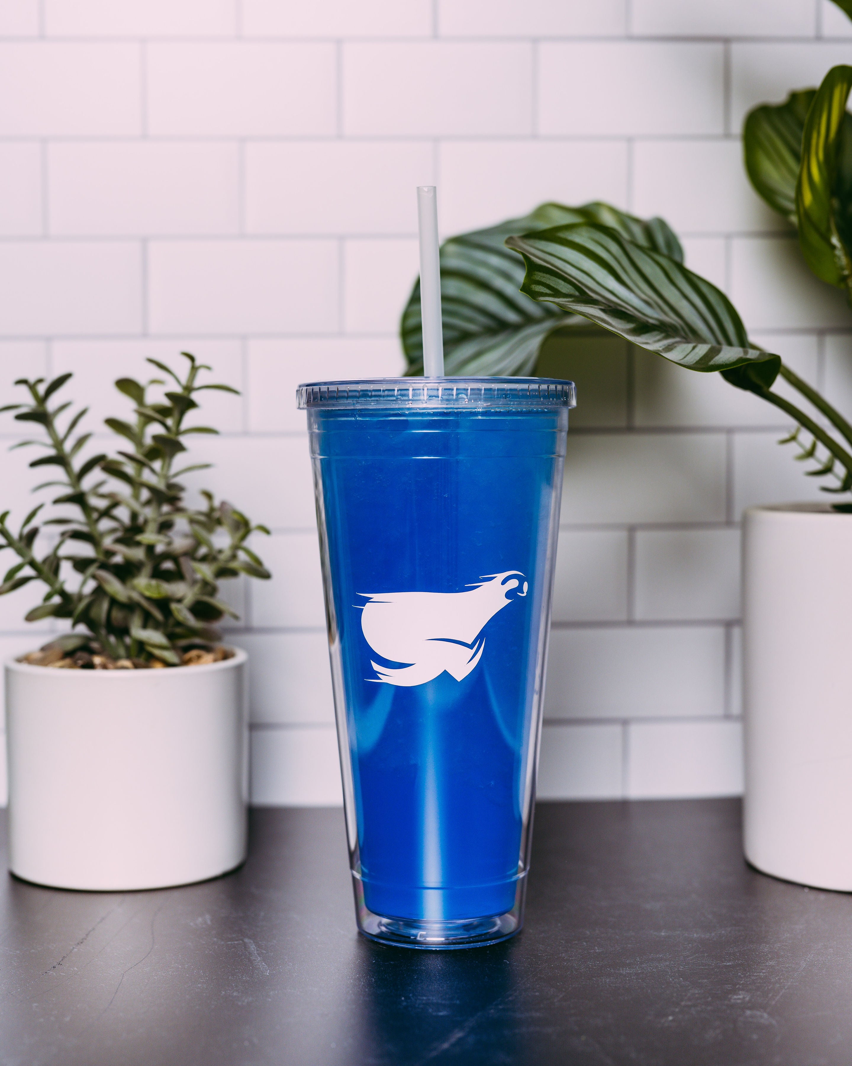 Frozen - SalTea Sloth